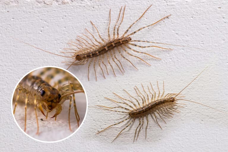Types of Centipedes | Pest Identification Guide - US Pest Protection