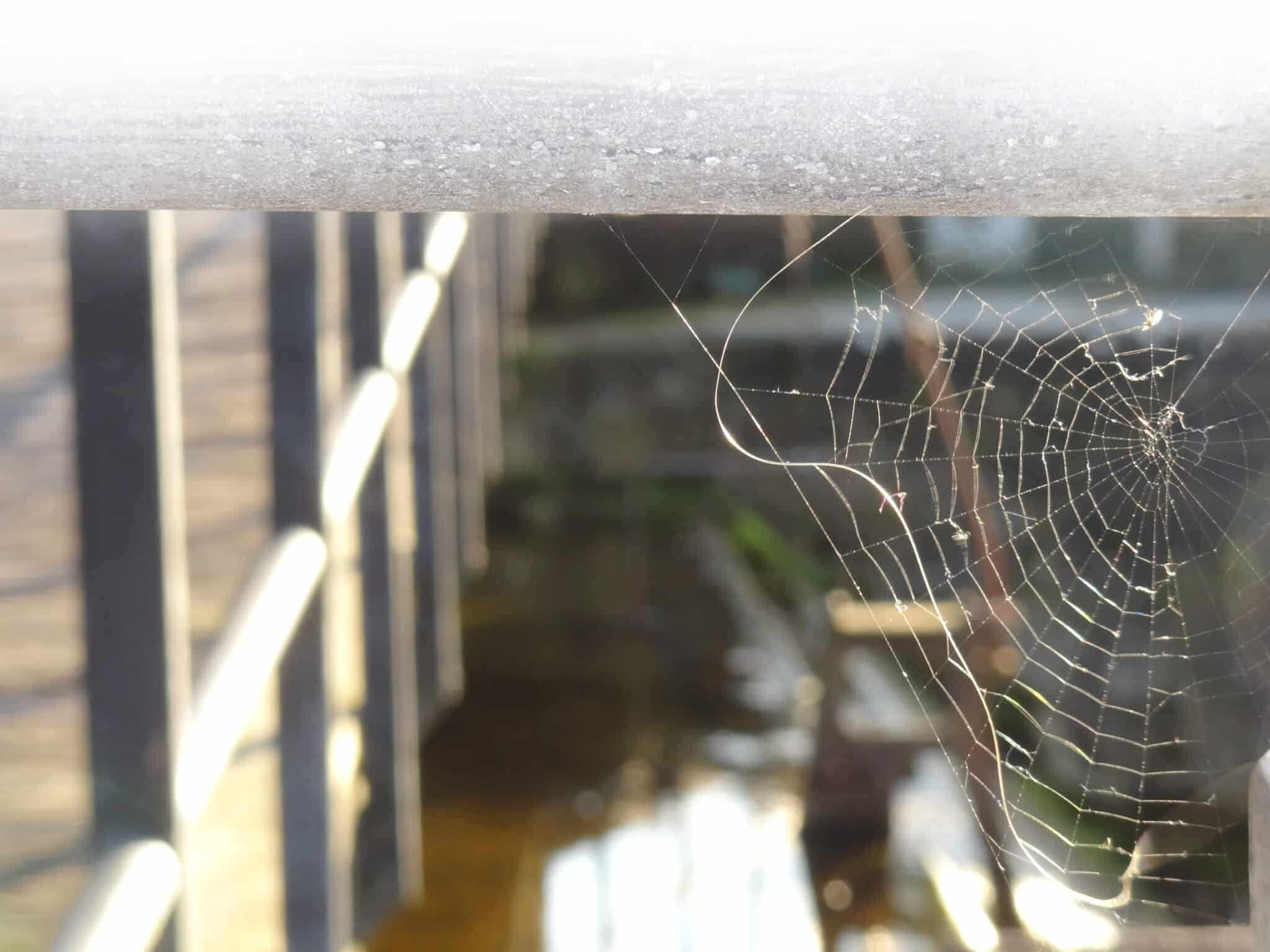 Spider Pest Control - US Pest Protection