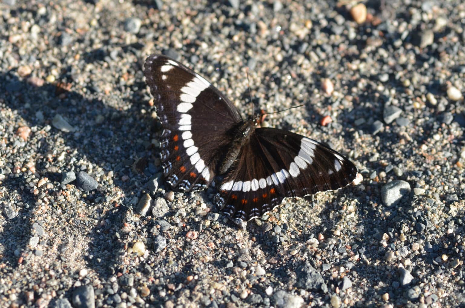 Butterfly Identifier: Common Tennessee Species Guide - US Pest Protection